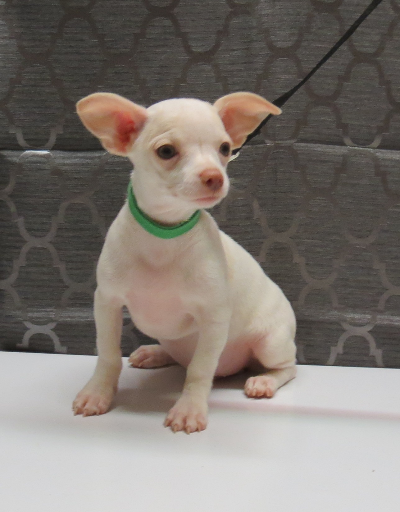 Available Puppies | Young's Kennel