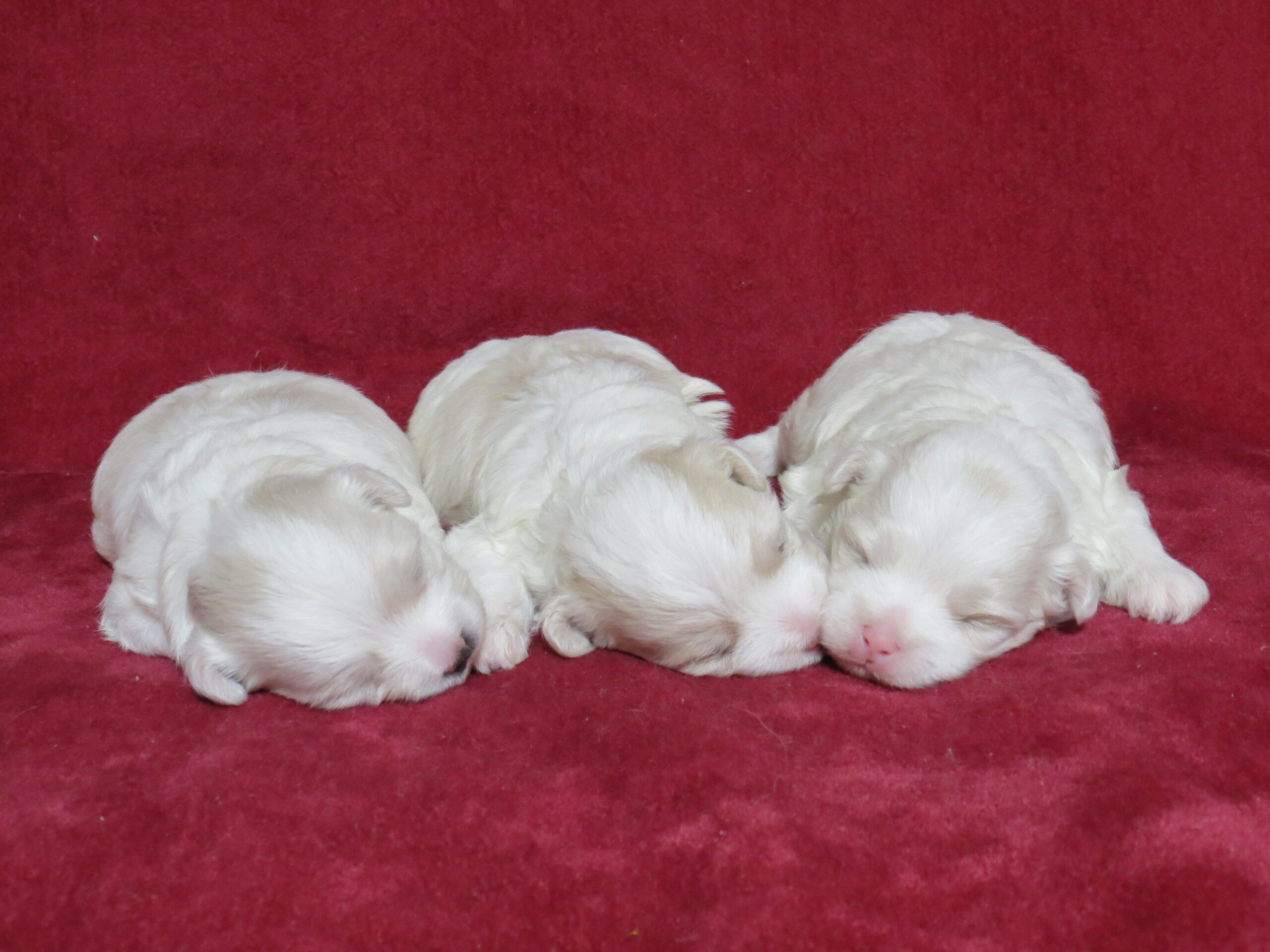 Young's Kennel | Vet Checked Puppies in Keswick Ridge - Fredericton